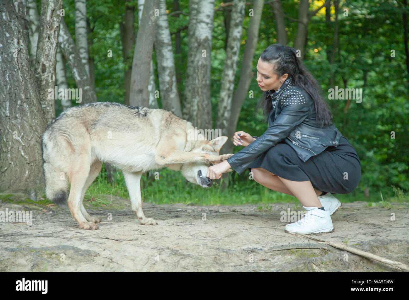 Adult pretty model girl with real mix animal of wolf and dog Stock ...