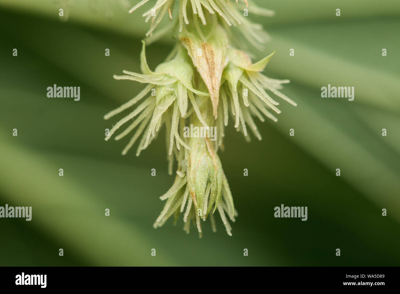 Wild Shrub High Resolution Stock Photography and Images - Alamy