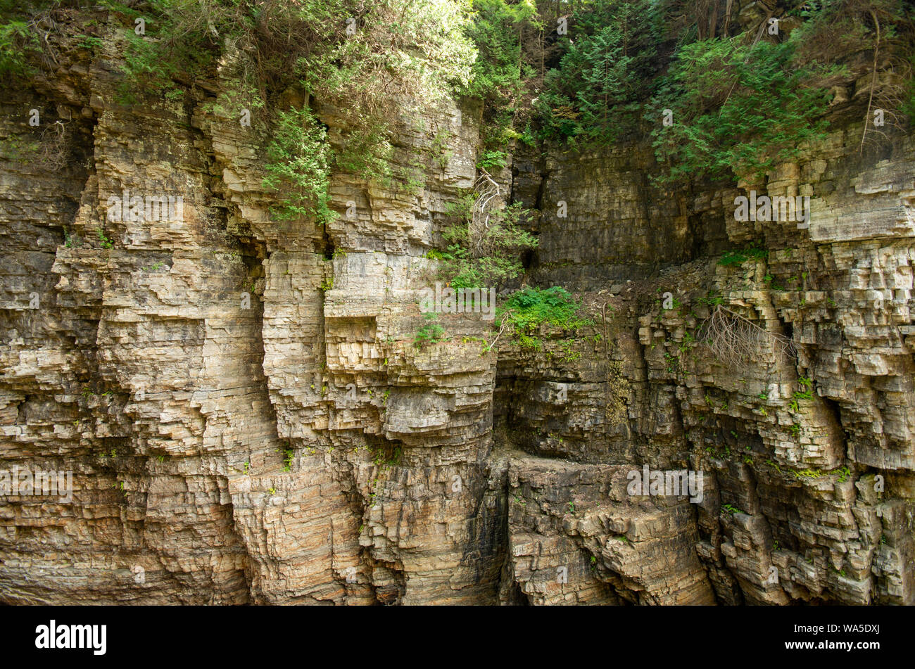 Canyon cliffs trees hi-res stock photography and images - Alamy