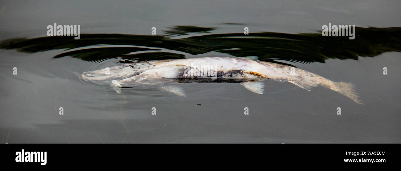 Dead Chum Salmon Floating in Water outside Ketchikan, Alaska. Chum ...