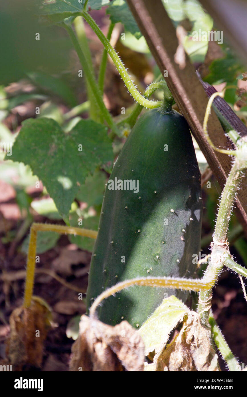 Hanging creeping cucumber hi-res stock photography and images - Alamy