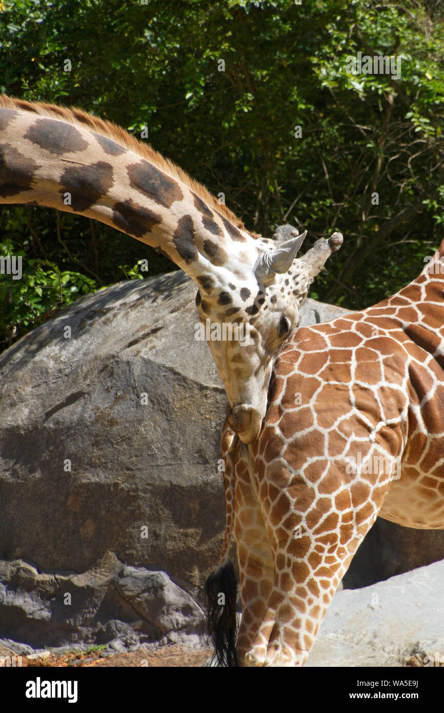 Two giraffes exhibiting mating behavior on a sunny summer's day. The ...