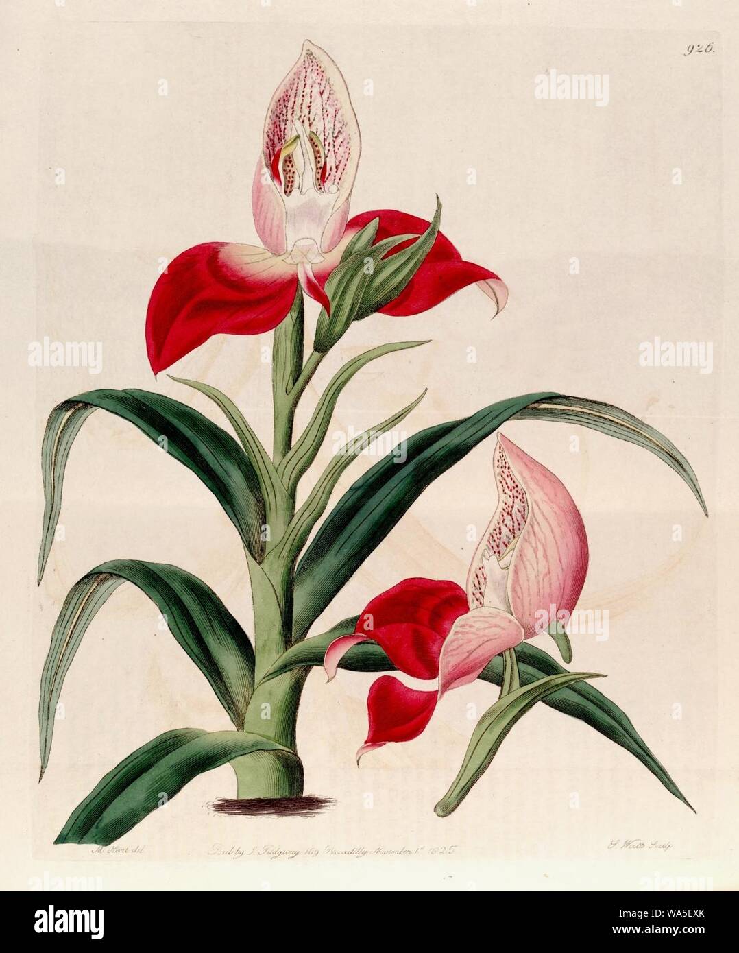 Disa grandiflora hi-res stock photography and images - Alamy