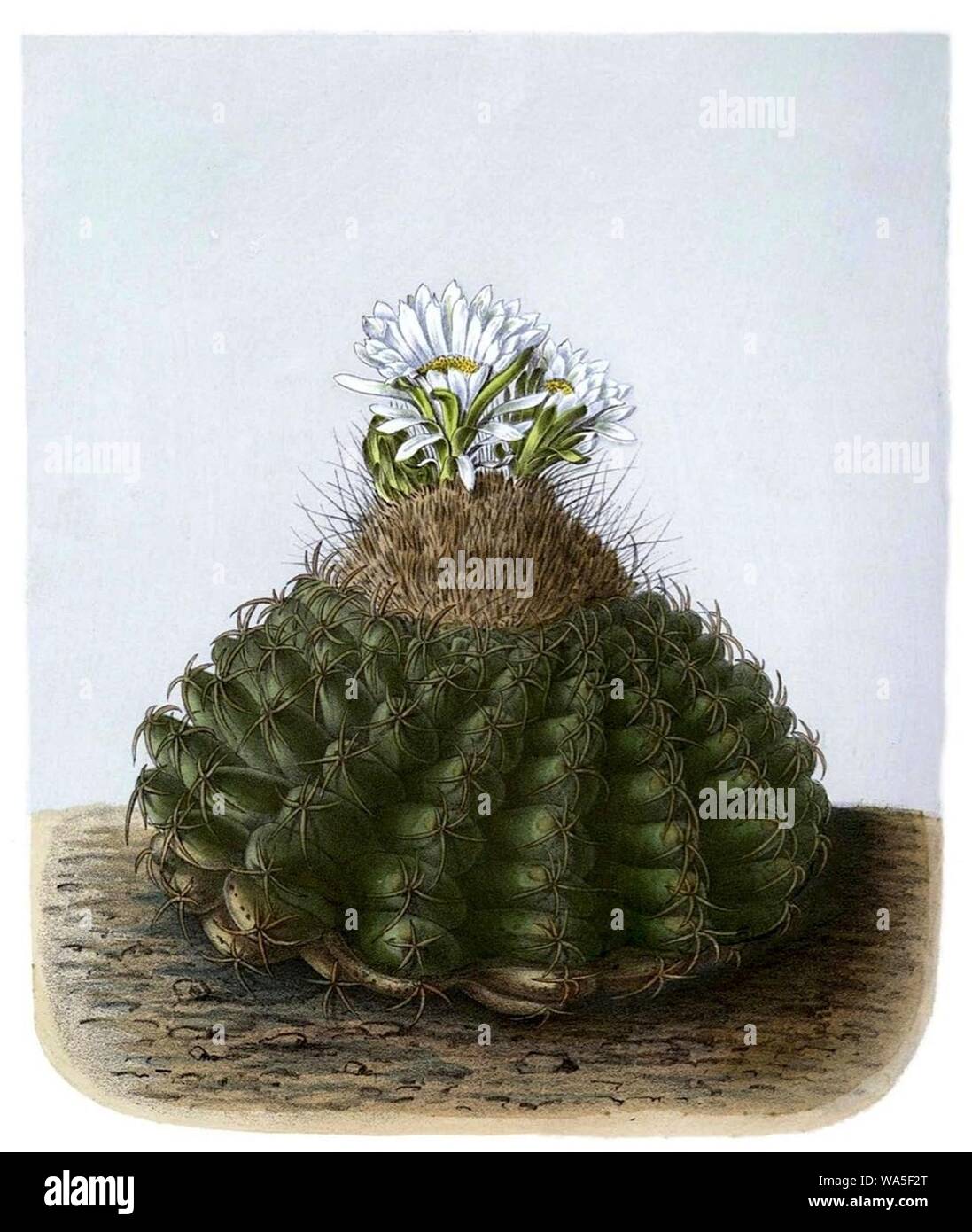Discocactus heptacanthus ssp brevispinus BlKakteenT69 Stock Photo - Alamy