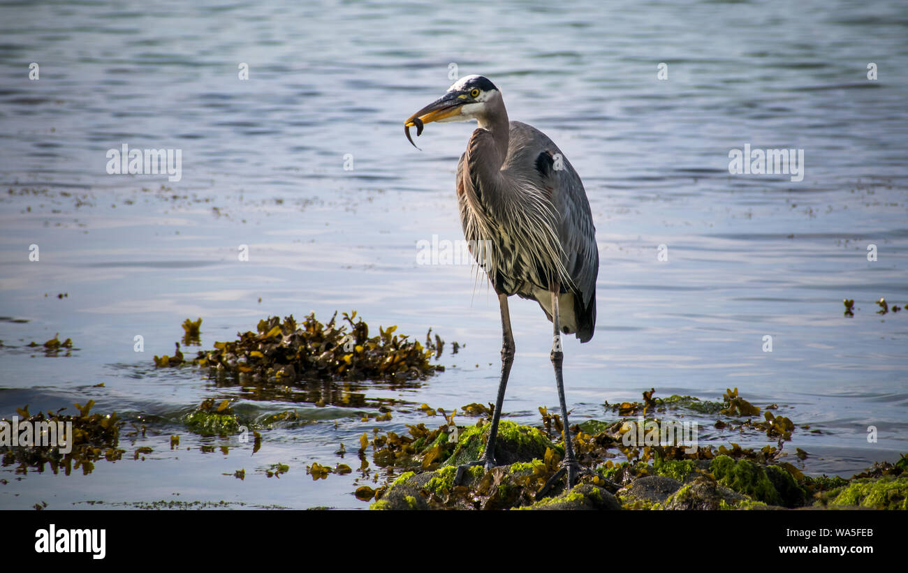 A great blue heron eating a small fish Stock Photo - Alamy