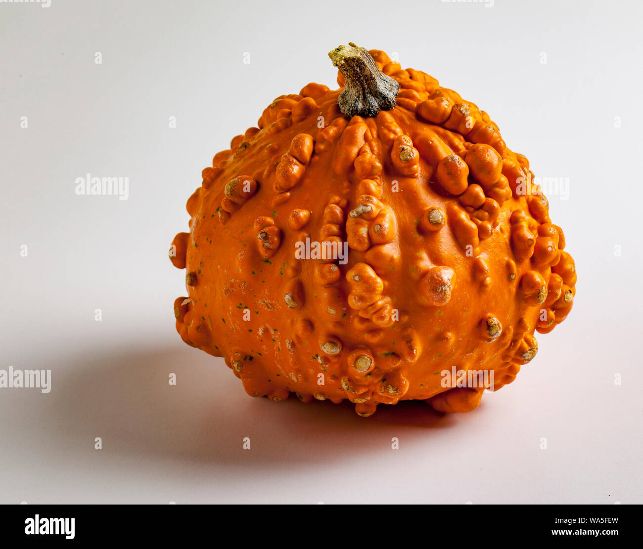 One Decorative Gourd on a White Background Stock Photo - Alamy