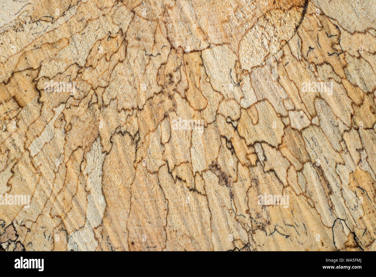 Fresh wood texture hi-res stock photography and images - Alamy