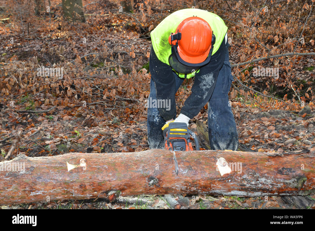 Tree forest damage splinters wood hi-res stock photography and images ...