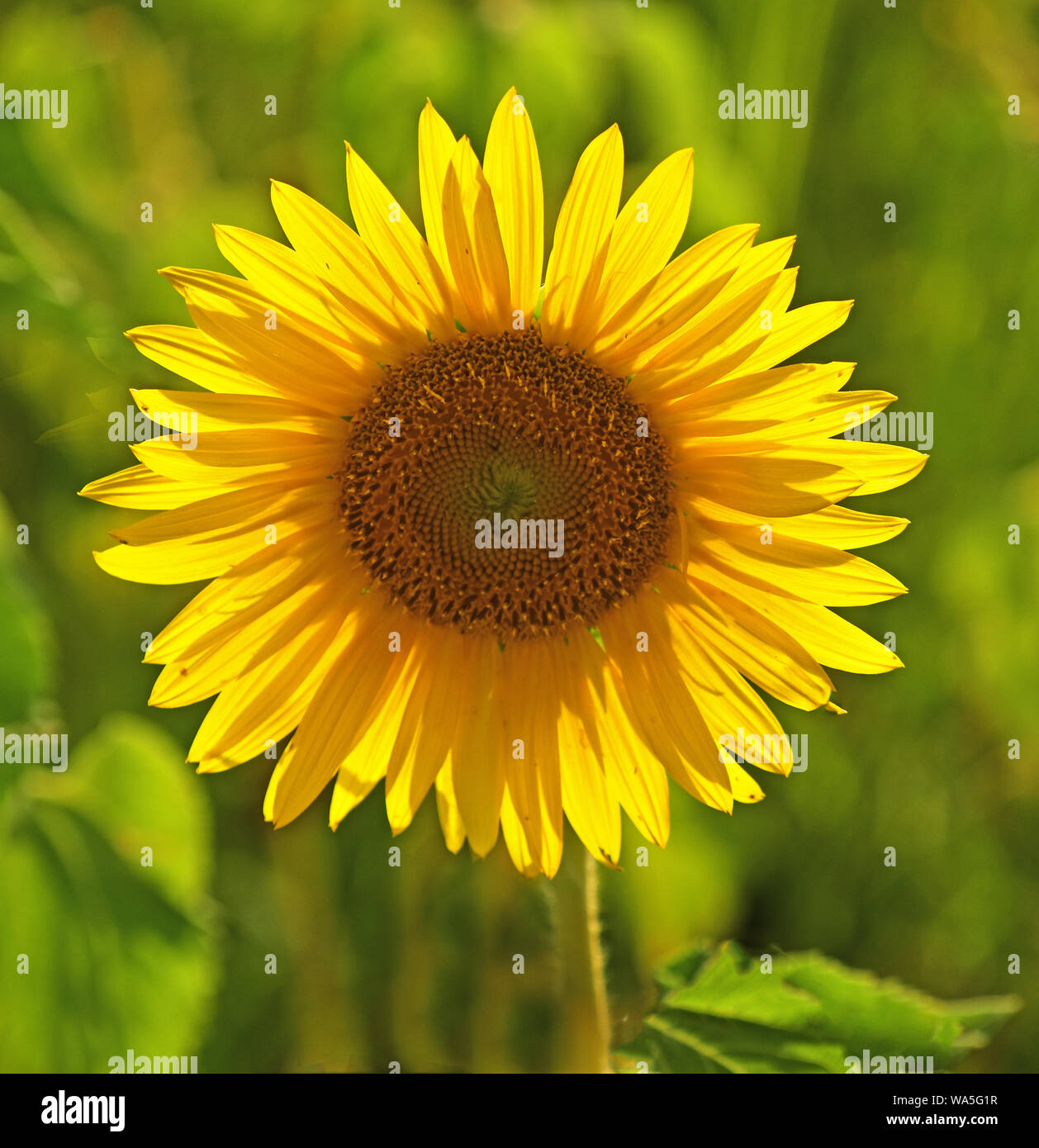 Heliotropic flower hi-res stock photography and images - Alamy