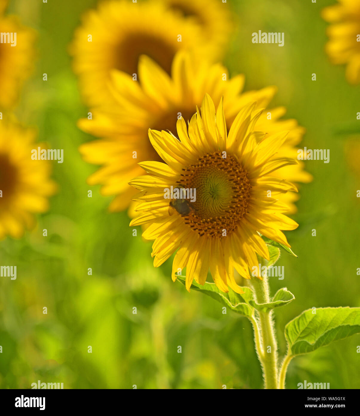 Native sunflowers hi-res stock photography and images - Alamy