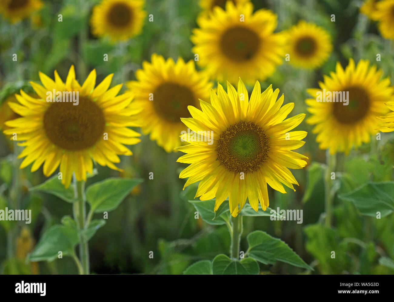 A cluster of sunflower blossoms in a field Stock Photo - Alamy