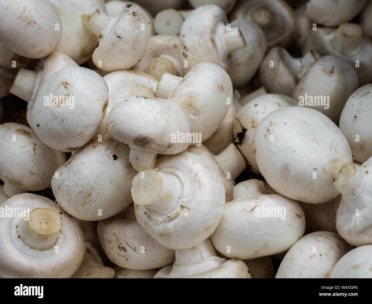 Agaricus bisporus champignos hi-res stock photography and images - Alamy