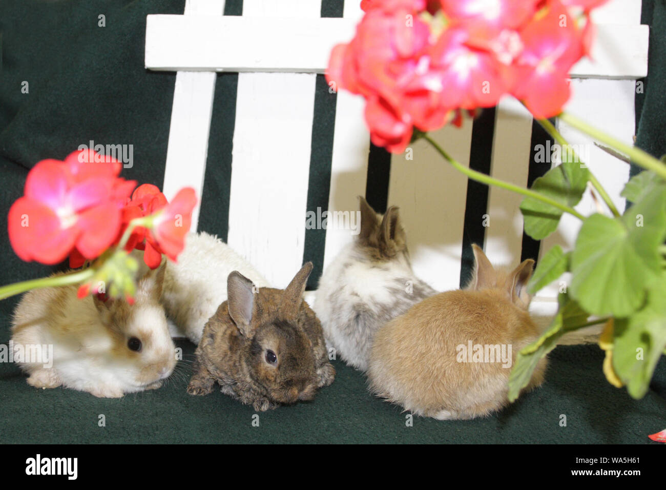 Pets with flowers hi-res stock photography and images - Alamy