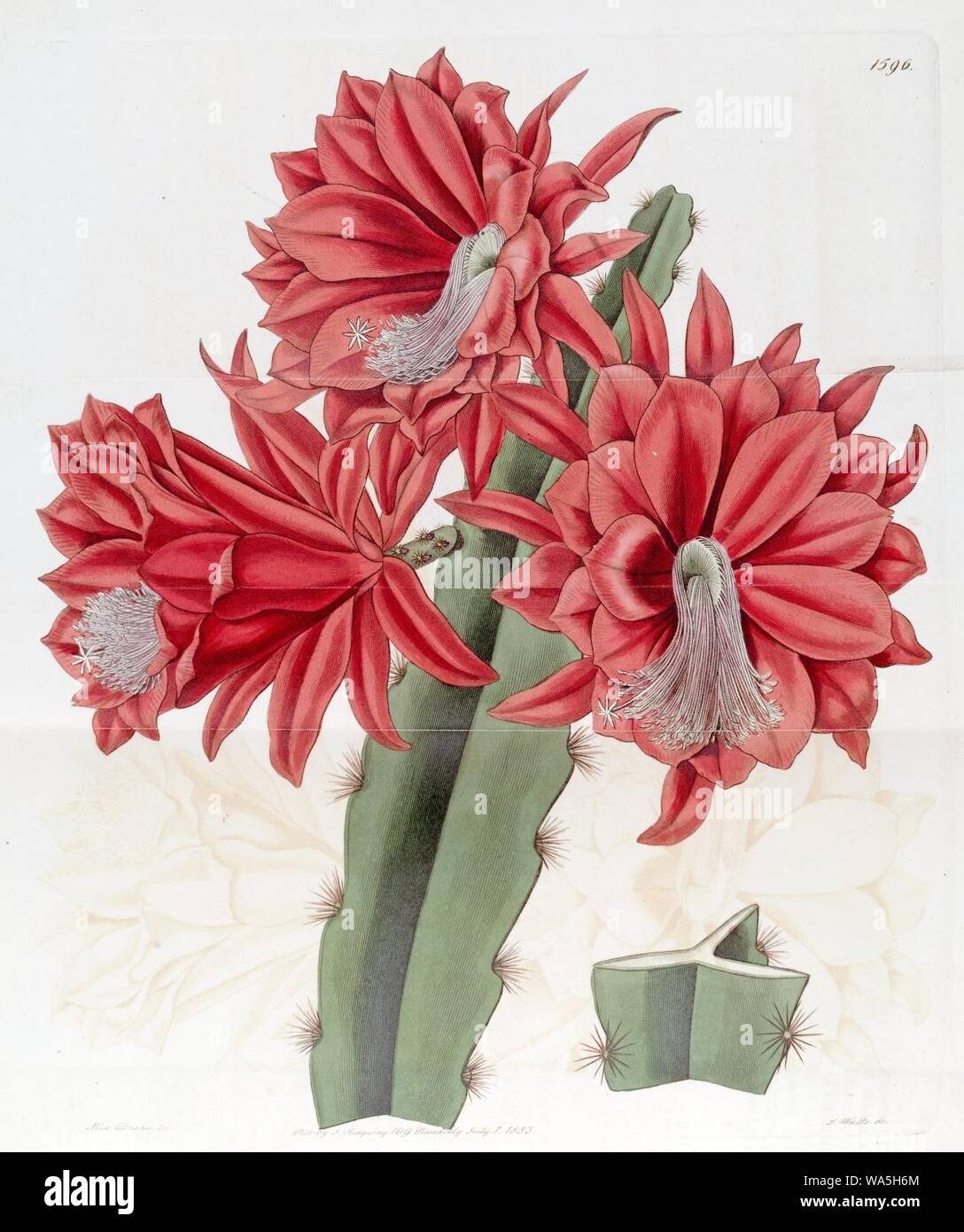 Cactus speciosissimus hi-res stock photography and images - Alamy