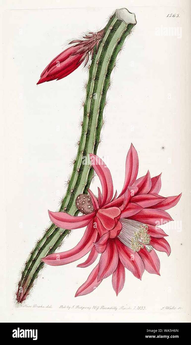Disocactus High Resolution Stock Photography and Images - Alamy