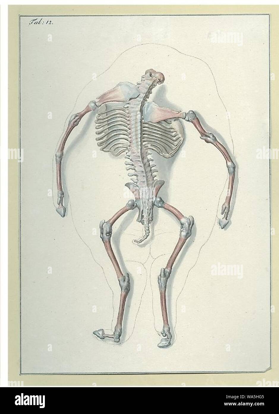 Pig dissection hi-res stock photography and images - Alamy