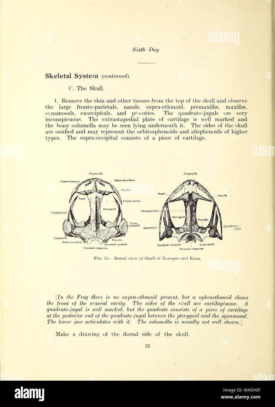 Platana hi-res stock photography and images - Alamy