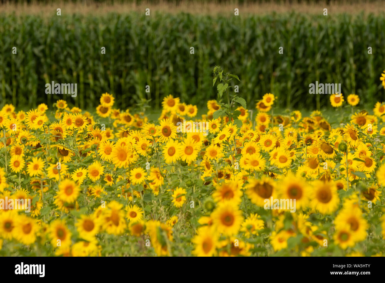 Corn field in vermont hi-res stock photography and images - Alamy