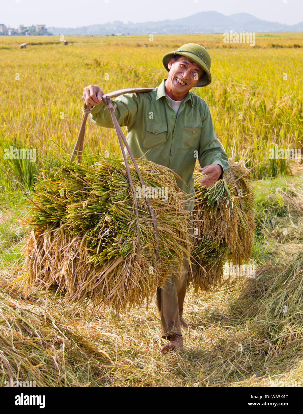 Sapa, Vietnam - Oct 22, 2011: Farmers harvest rice Stock Photo - Alamy