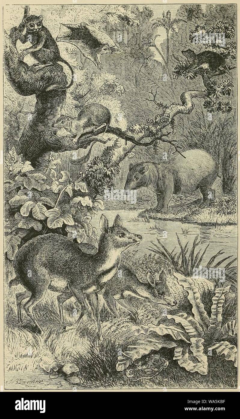 Distribution of Animals - Borneo Stock Photo - Alamy