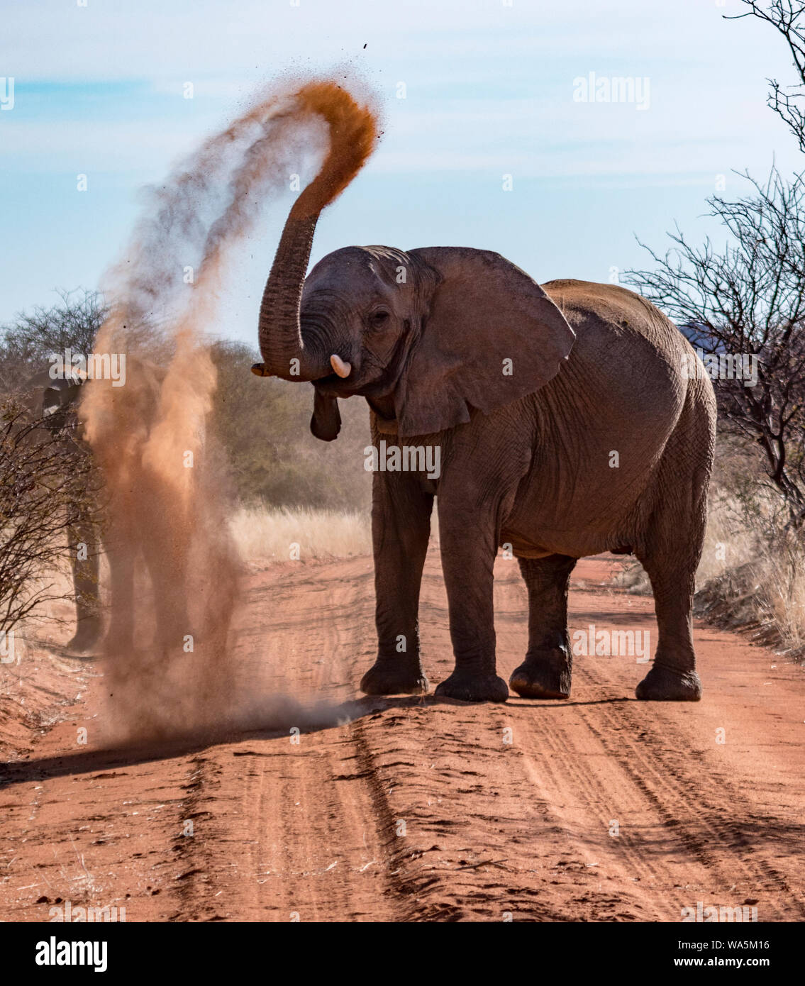 Elephant throws dirt onto its back in order thwart parasites Stock ...
