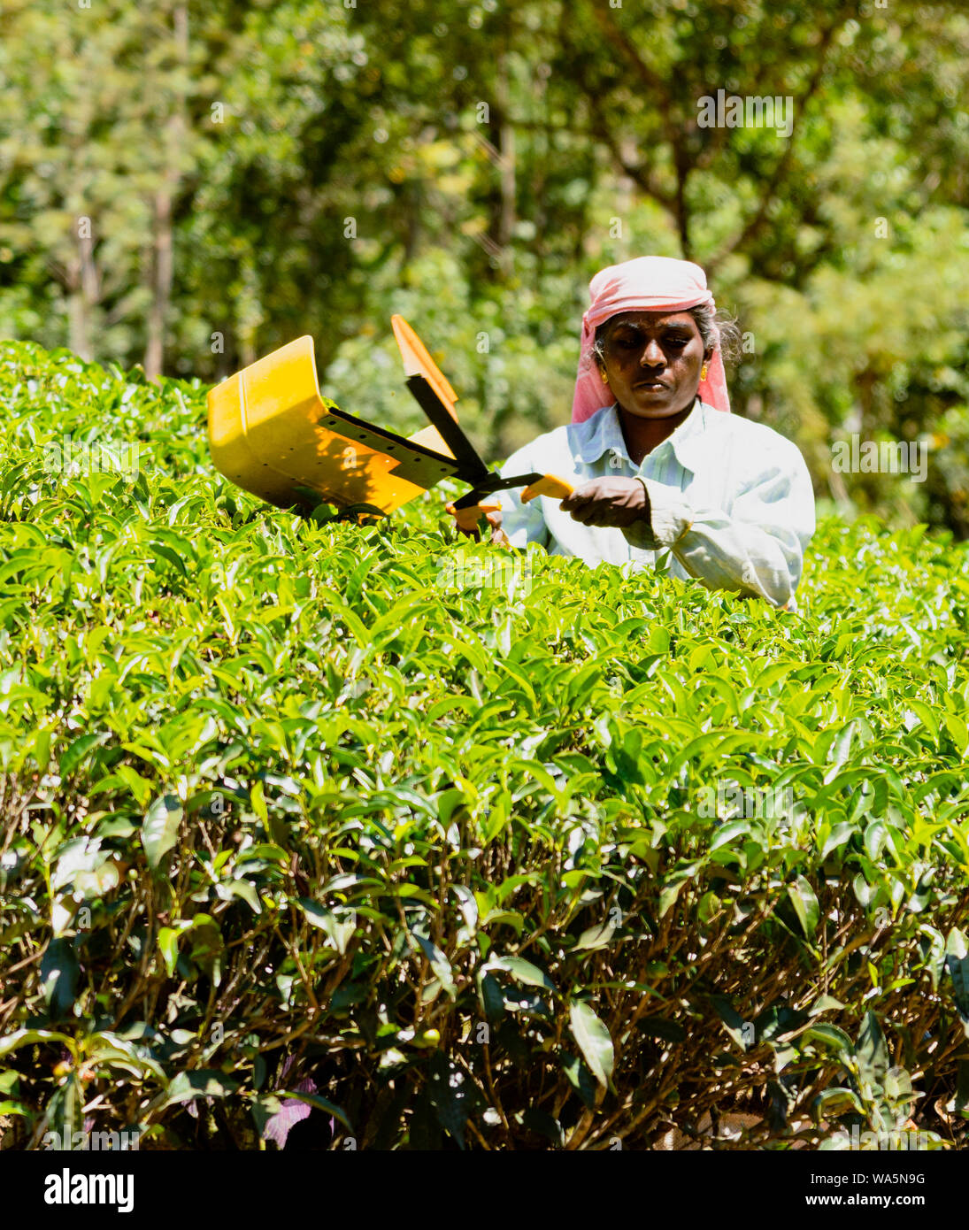 Kochi, India, Mar 7, 2018 - Woman uses special scissor basket to ...