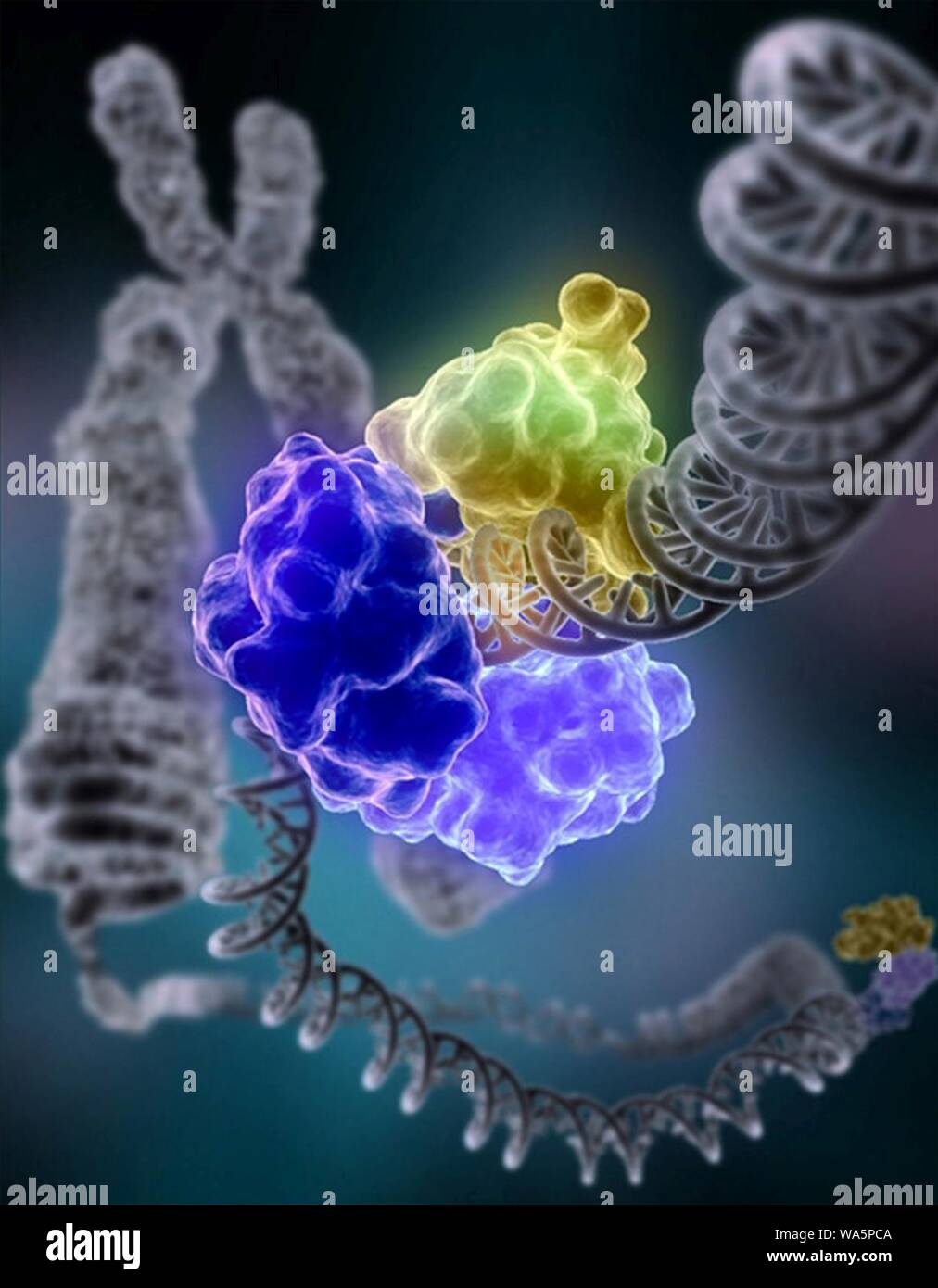 Dna repair hi-res stock photography and images - Alamy