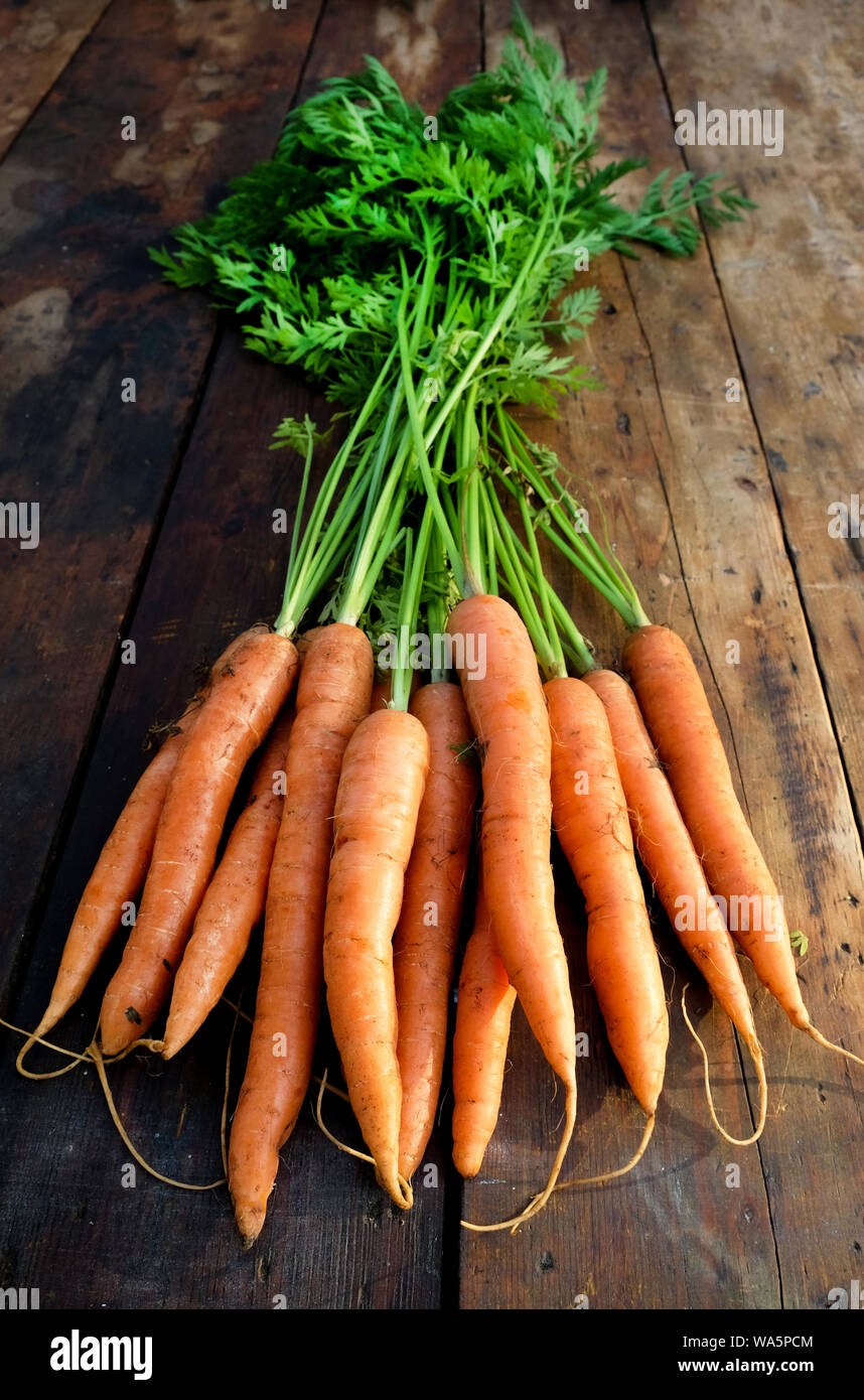 freshly picked organic carrots on a rustic wooden table top, home grown ...