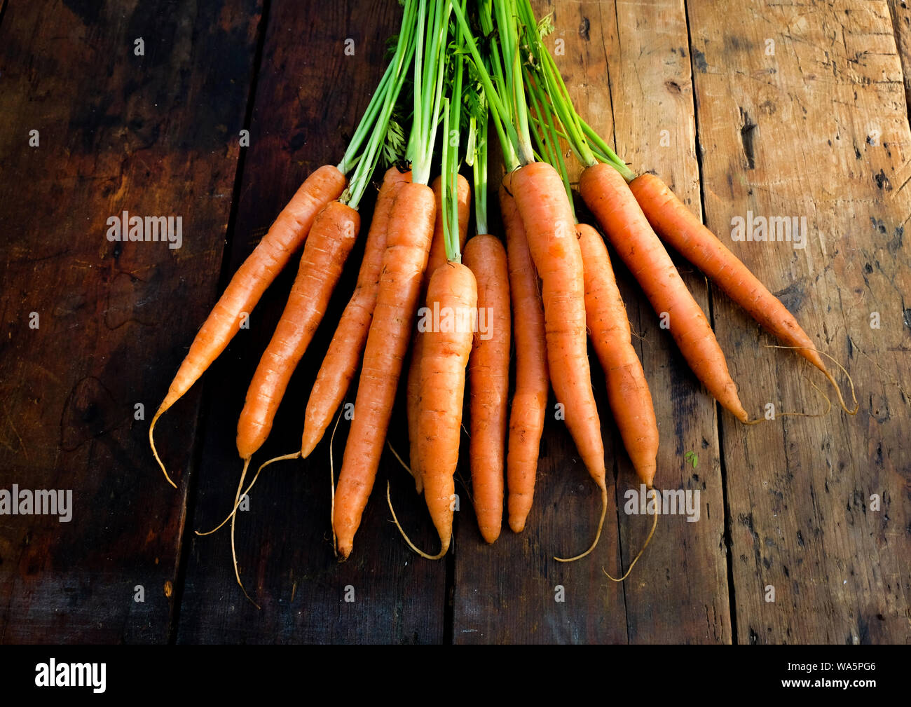 home grown organic carrots on a rustic wooden table top, organic, plant ...