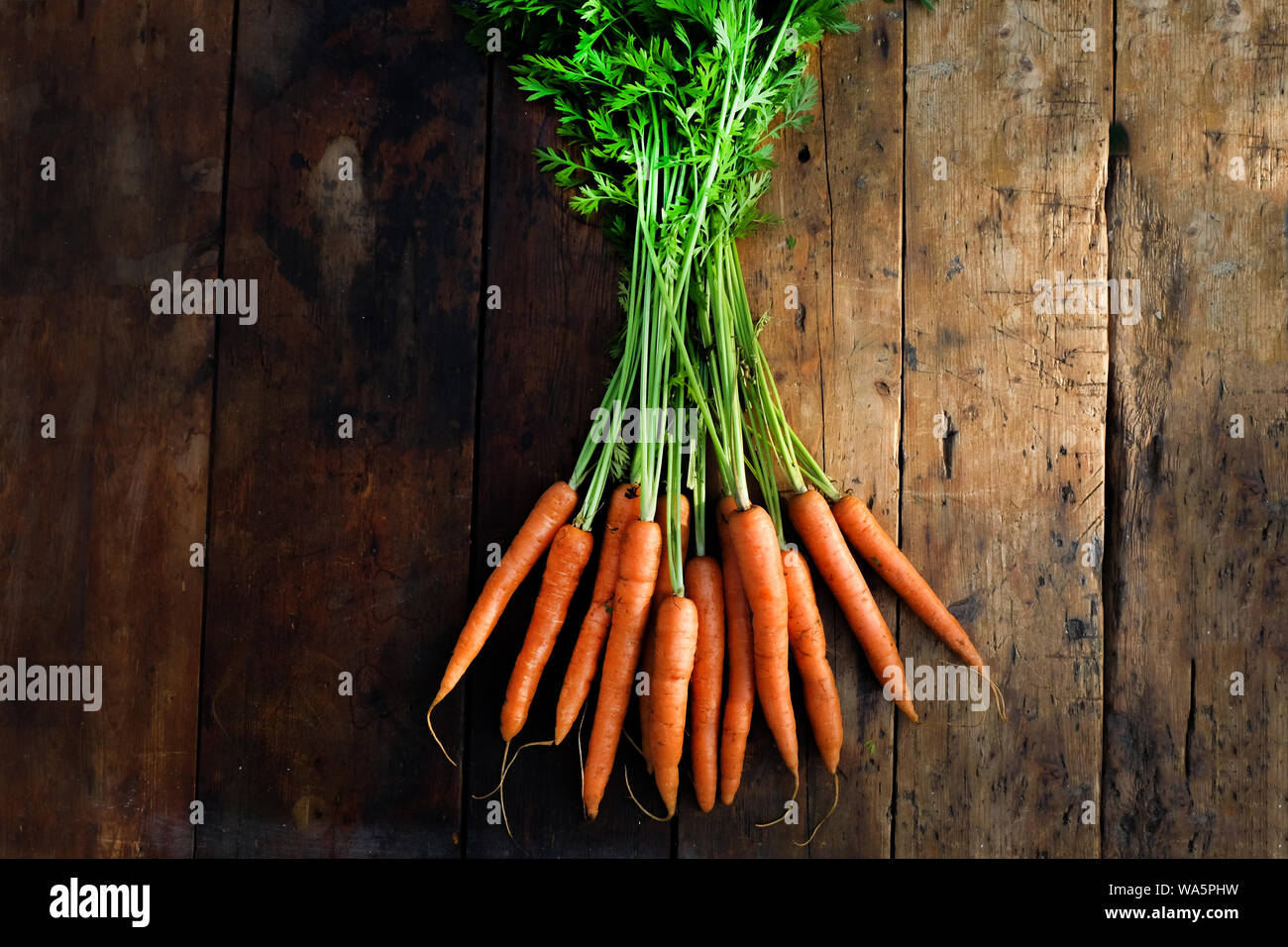 organic carrots with green carrotr tops on a rustic wooden table top ...
