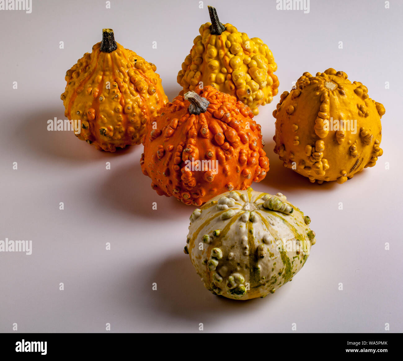 Five Decorative Gourds on a White Background Stock Photo - Alamy