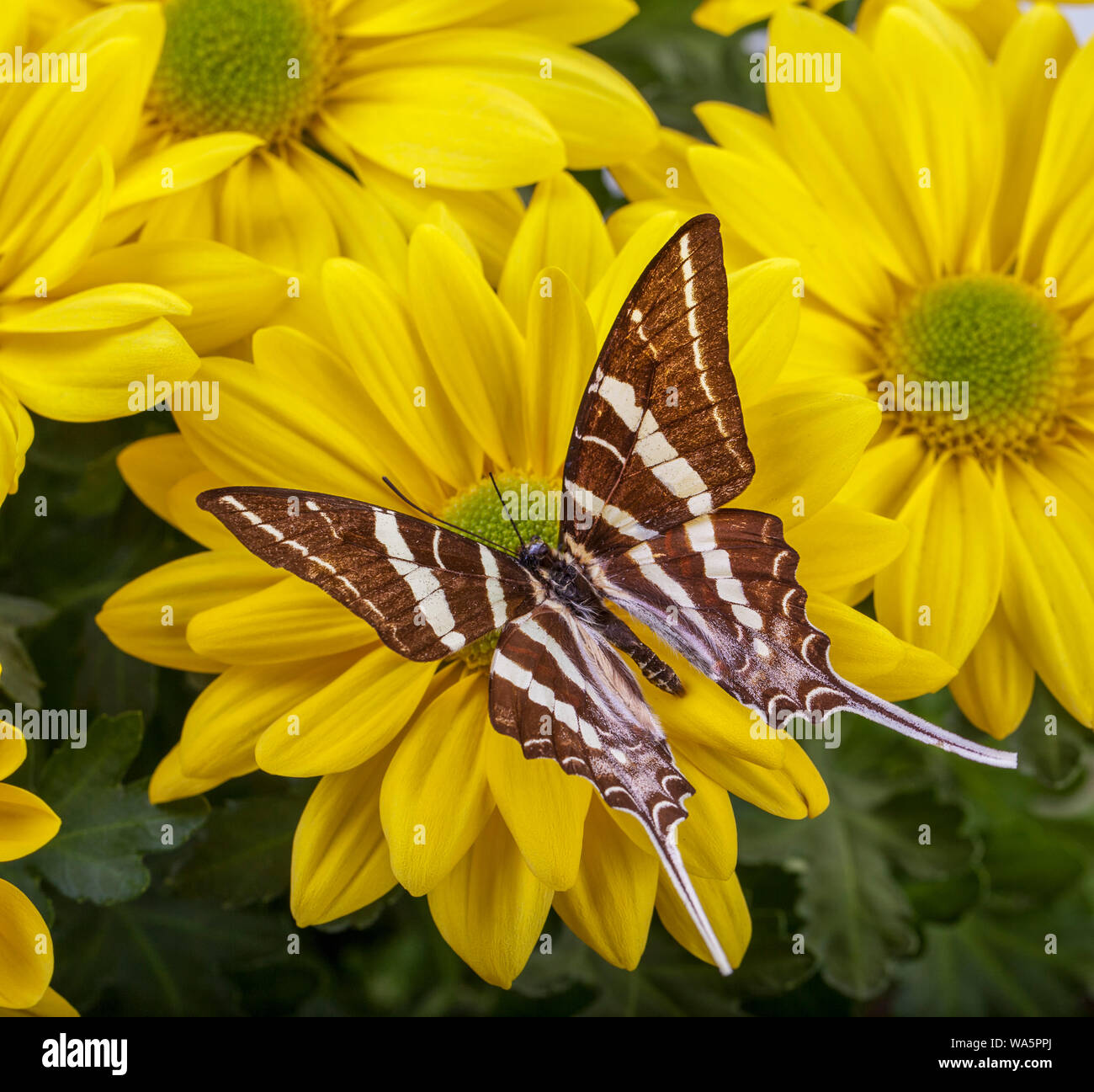 Papilio antaeus Butterfly on Yellow Chrysanthemum flower Stock Photo ...