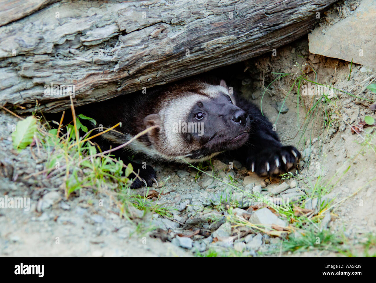 Wolverine Coming Out of Burrow at Kroschel Films Wildlife Center in ...