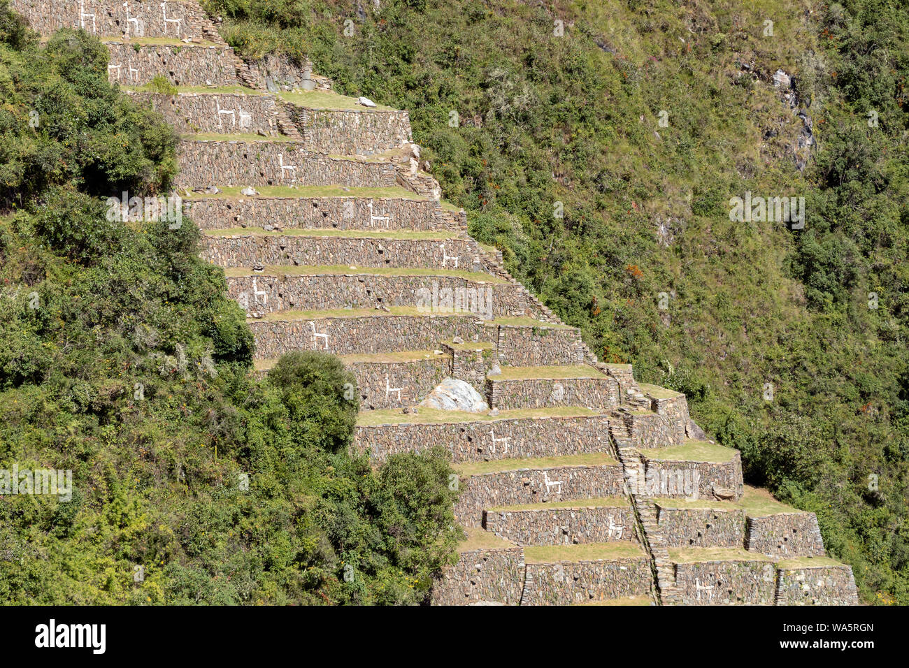 Famous Llamas del Sol, llamas of the Sun, agricultural terraces of ...