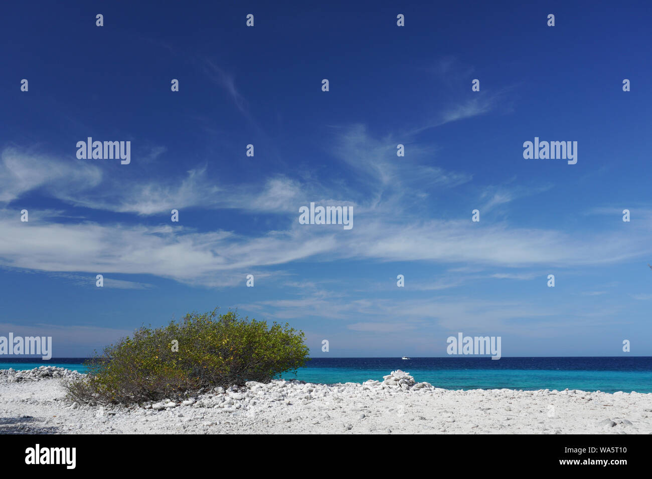 A bush grows on a rocky beach overlooking the turquoise waters of the ...