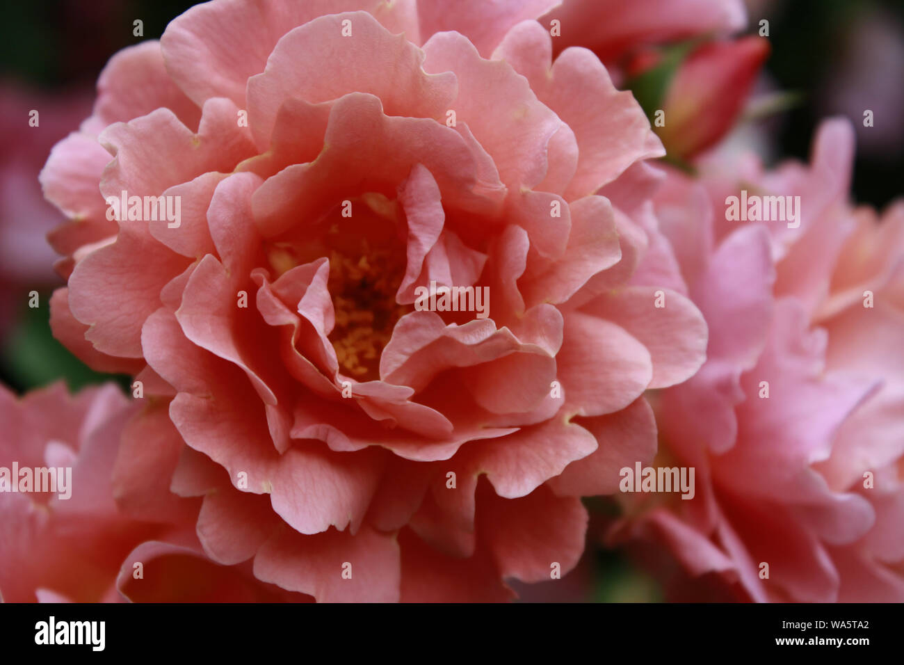 Frilly roses hi-res stock photography and images - Alamy
