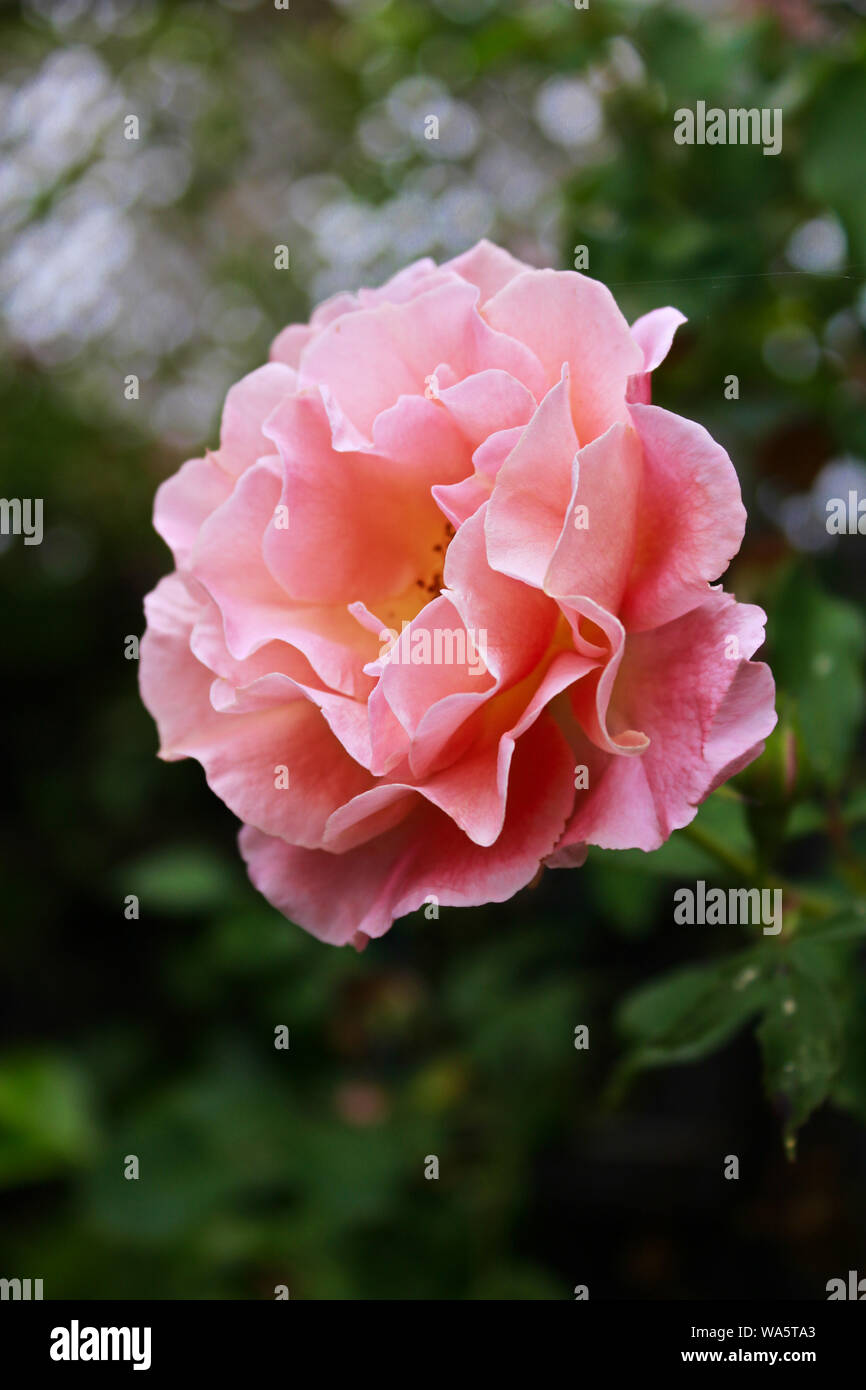 Dusky rose pink flowers High Resolution Stock Photography and Images ...
