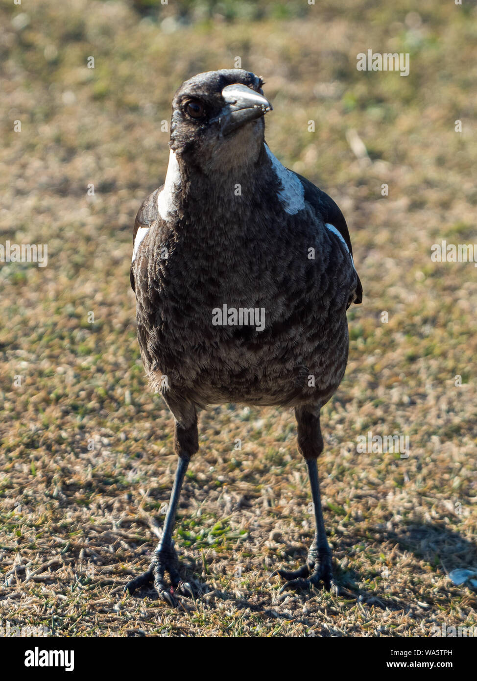 Maggie bird hi-res stock photography and images - Alamy