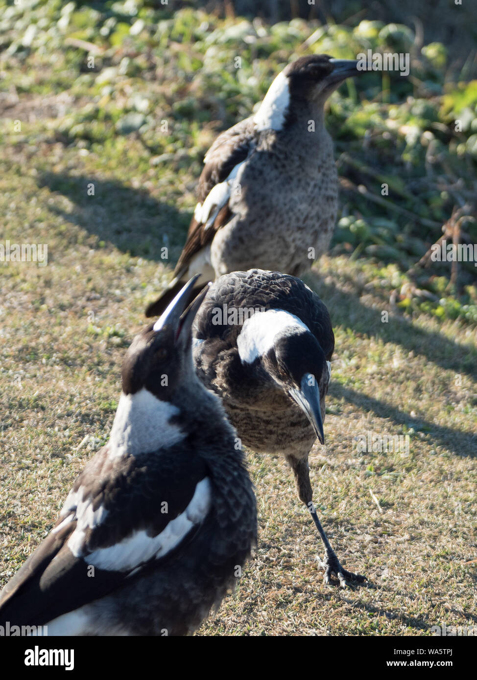 Australian magpie singing hi-res stock photography and images - Alamy