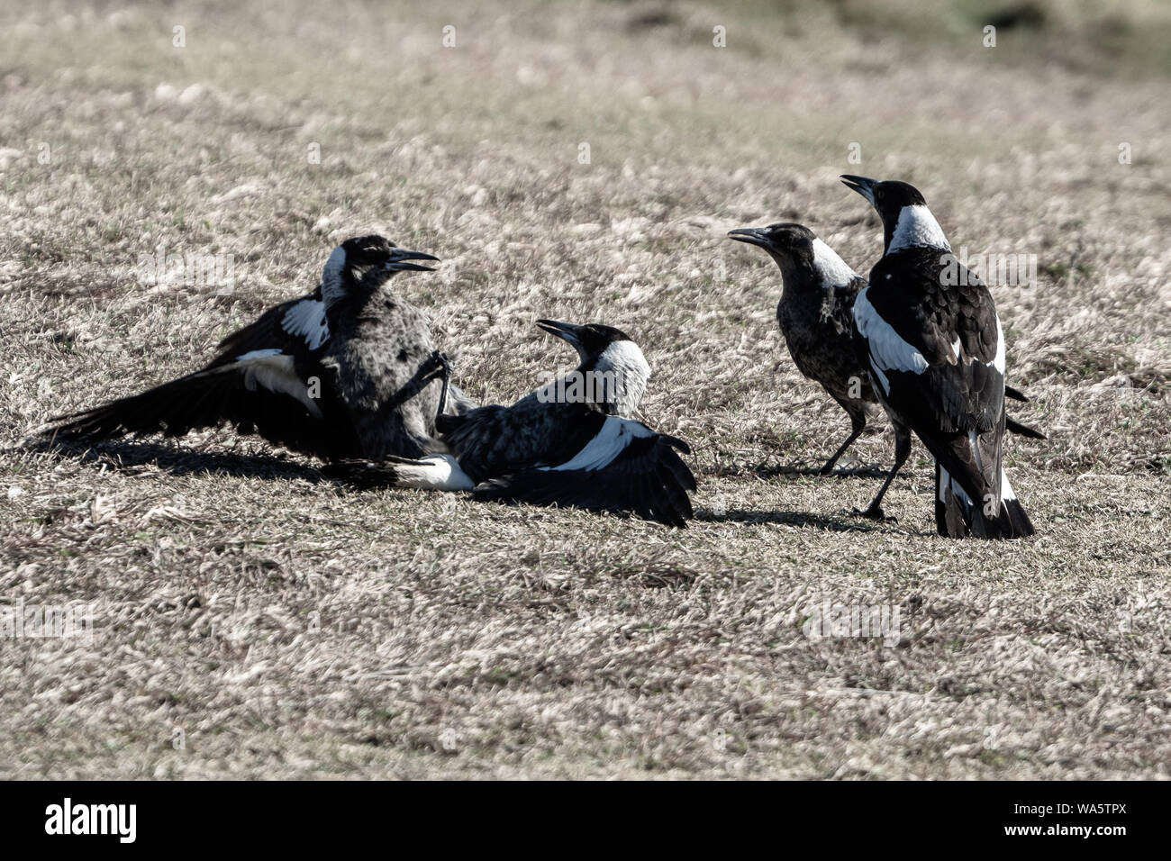 Angry flapping and fighting hi-res stock photography and images - Alamy