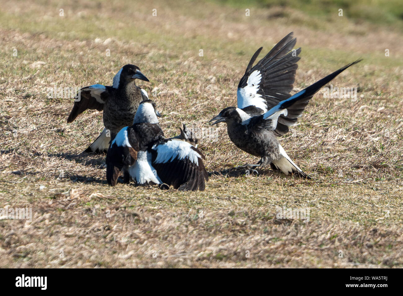 Australian Magpies High Resolution Stock Photography and Images - Alamy