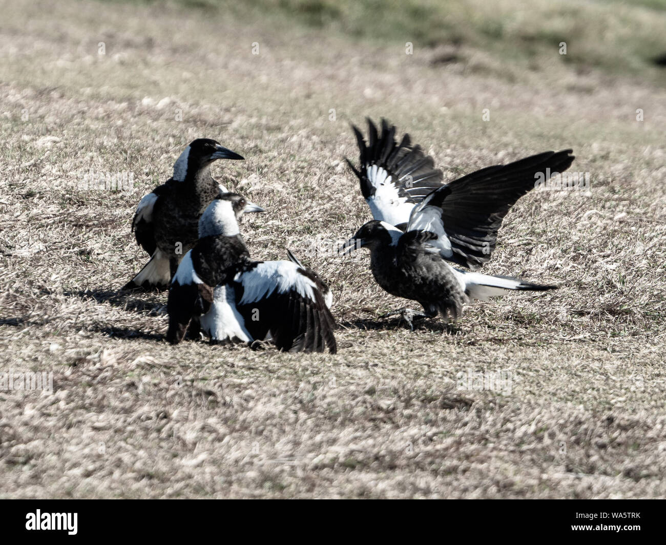 Magpies Birds High Resolution Stock Photography and Images - Alamy