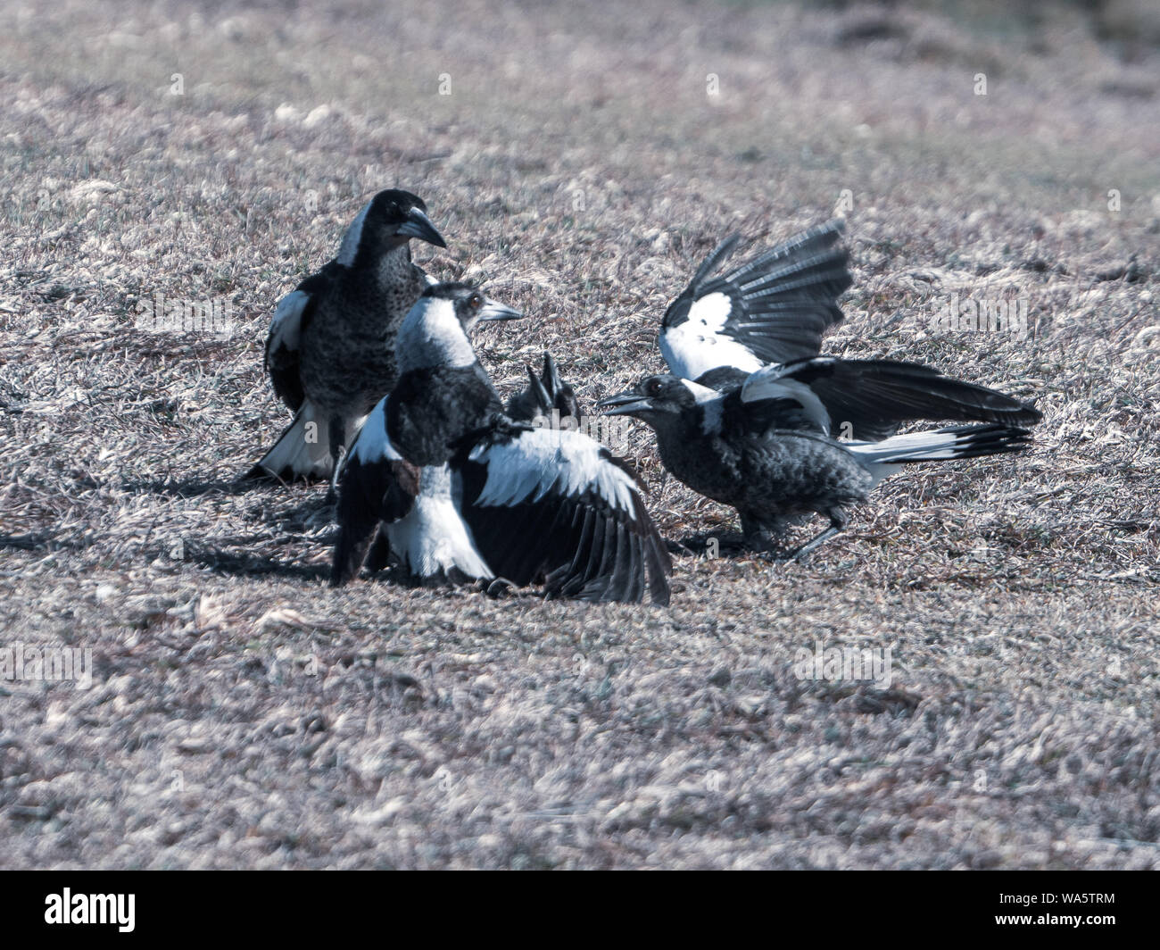 Australian Birds.Young black and white feathered Magpies Play fighting ...