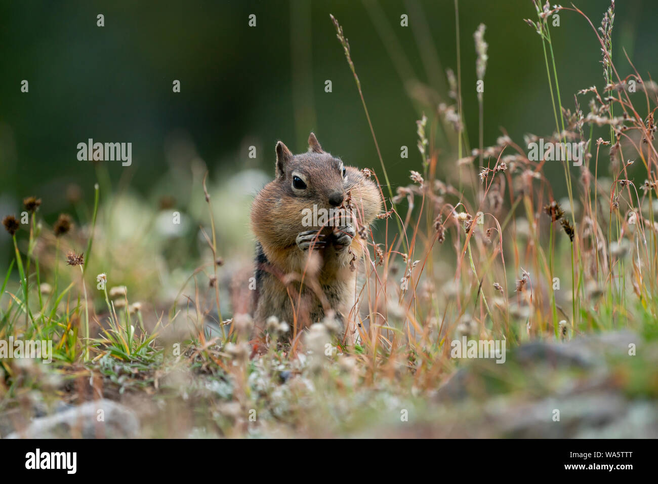 Puff cheeks hi-res stock photography and images - Alamy