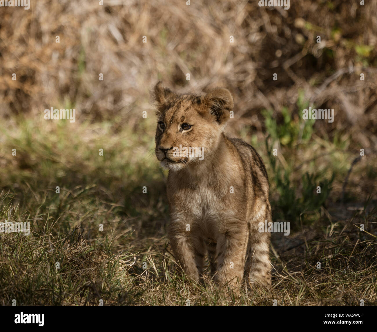Lion's den in africa hi-res stock photography and images - Alamy