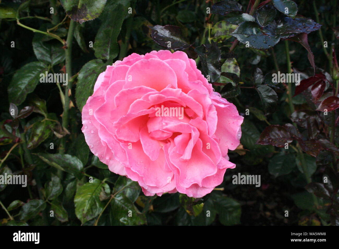 Love new zealand hi-res stock photography and images - Alamy