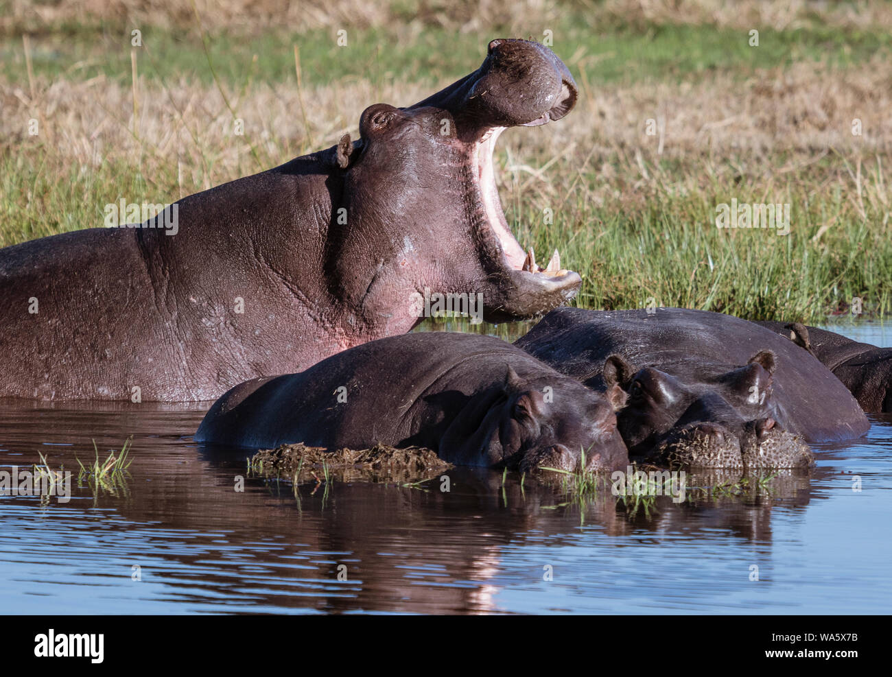 One hippo yawns, to show power over other prostrate hippos in Botswana ...