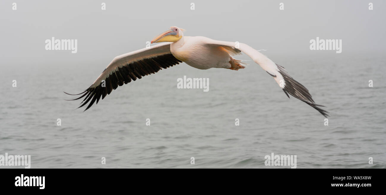 Great White Pelicans in flight in Namibia Stock Photo - Alamy