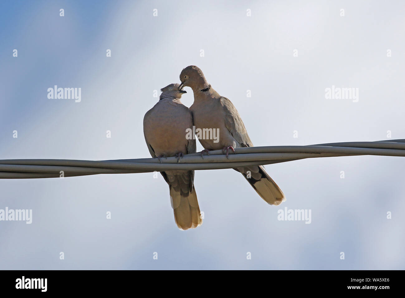 Doves mating hi-res stock photography and images - Alamy