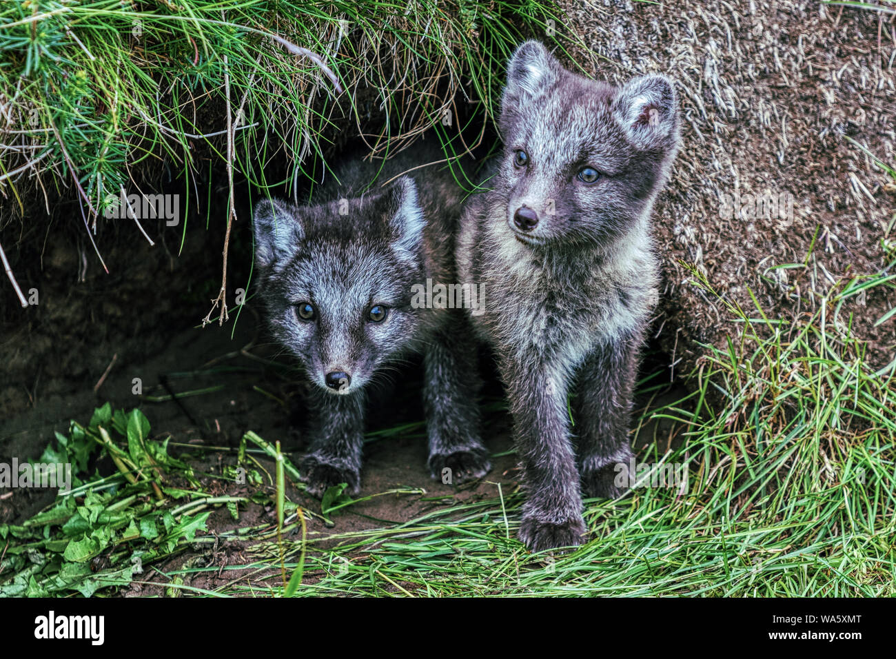 portrait of two young playful arctic fox cub in iceland, summer Stock ...